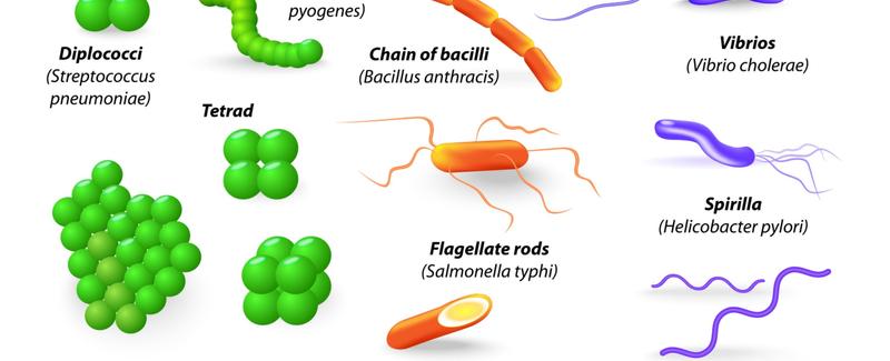 The average person has 67 different species of bacteria in their belly ...