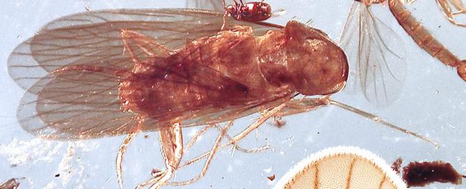 At over 300 million years old cockroaches evolved even before the ...