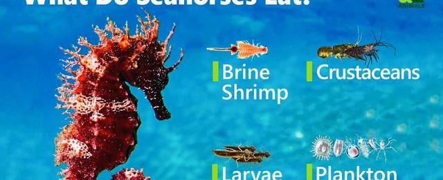 Seahorses don t have stomachs just intestines for the absorption of ...