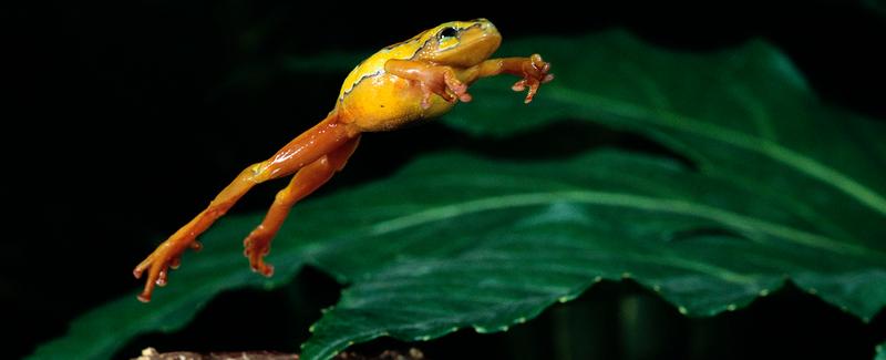 Most frogs can jump up to 20 times their height | The Fact Base