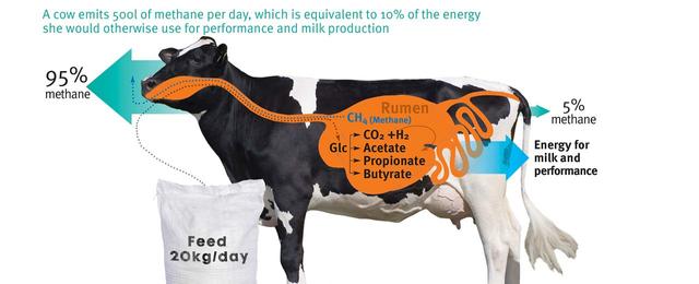 Cow farts and burps could ruin the environment cows emit a variety of ...