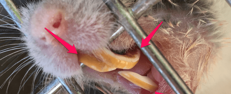 Rodent s teeth never stop growing | The Fact Base
