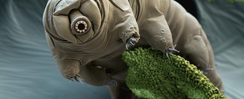 The micro animal tardigrades or water bears can survive extreme space ...