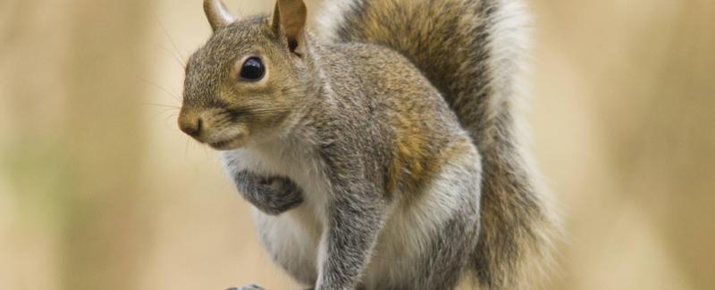Squirrels can t burp and vomit | The Fact Base