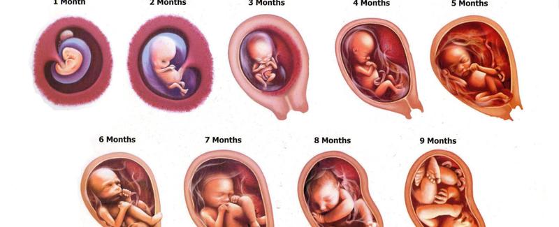 For the first 2 weeks of pregnancy all embryos are female | The Fact Base