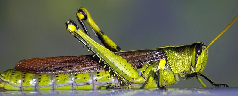 Grasshoppers have ears in their bellies | The Fact Base