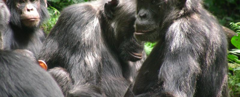 The o chimp ics a multi sport international event for monkeys was held ...