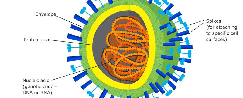 If you line up all the viruses on earth from end to end they will ...