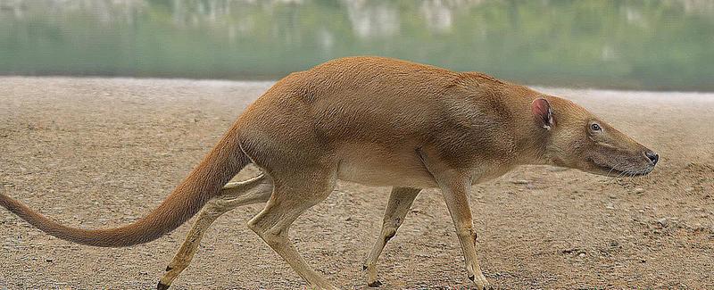 Whales and dolphins evolved from indohyus small hooved animals in today ...