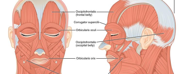The orbicularis oris muscle is the one used to pucker your lips before ...