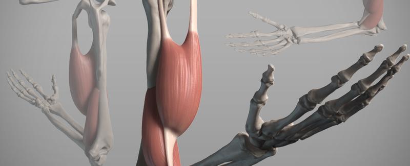 The word muscle comes from latin term meaning little mouse which is ...