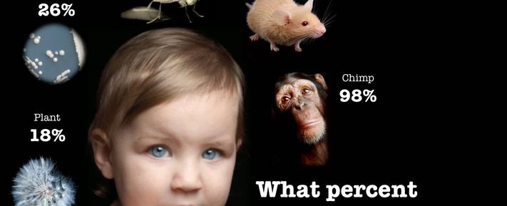 Humans and chimpanzees share 98 of their dna which is evident in our ...