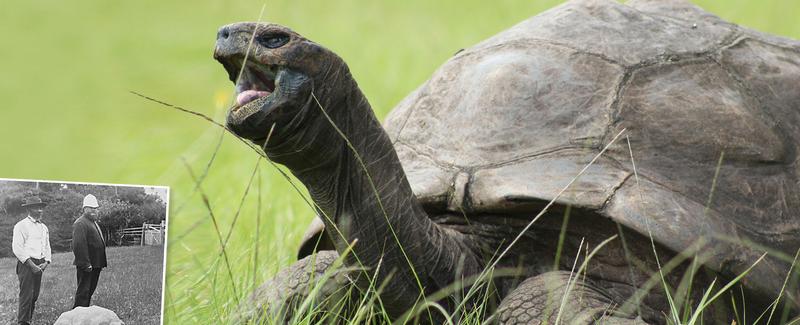 In 2019 a 187 year old tortoise named jonathan became the world s ...