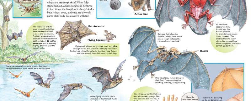 The leg bones of a bat are so thin that only two species of bats can ...
