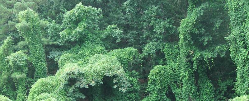 The kudzu is the vine that ate the south in the 1930s the u s ...