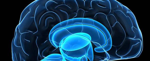 The average human brain has about 100 billion nerve cells | The Fact Base
