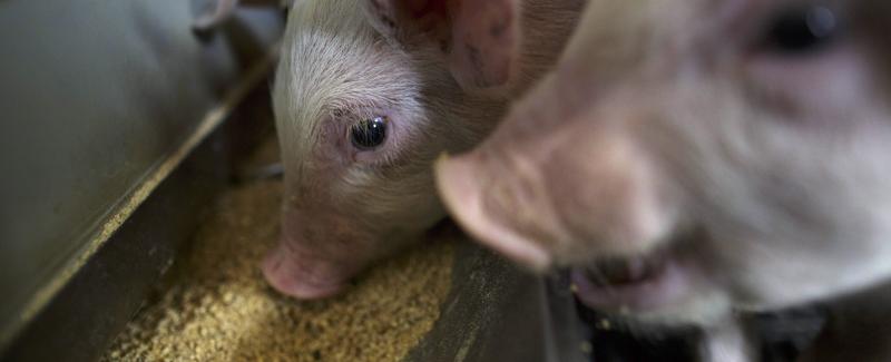 On average a pig has an orgasm that lasts about 30 minutes and may go ...