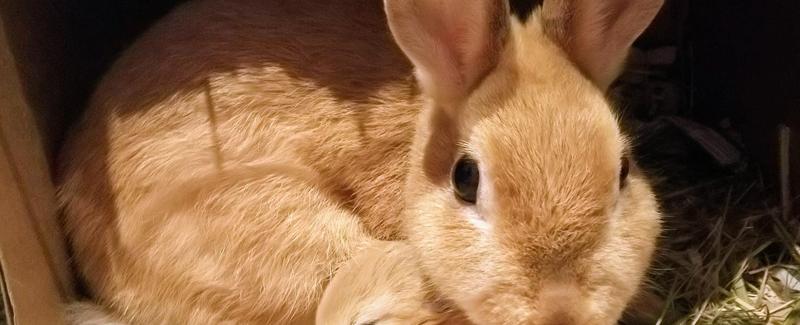 Baby rabbits are called kittens | The Fact Base