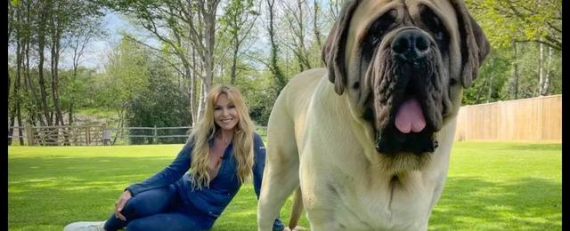 The biggest dog on record was an old english mastiff that weighed 343 ...