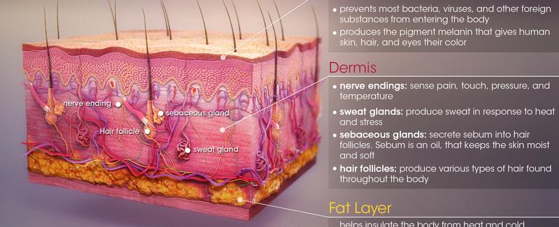 The subcutaneous tissue is the deepest and most vital layer of human ...