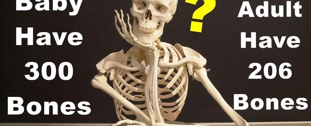 You were born with 300 bones but by the time you are an adult you will ...