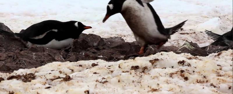 Adelie and gentoo male penguins propose to females with rocks but not ...