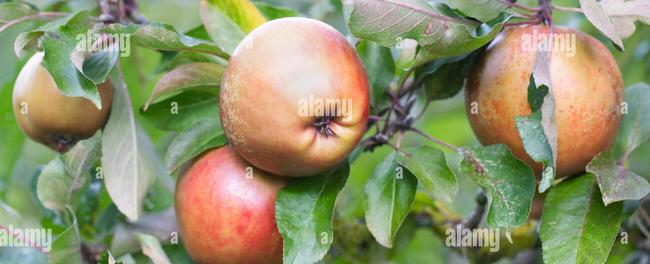 May queen wisley crab foxwhelps and lane s prince albert are all ...