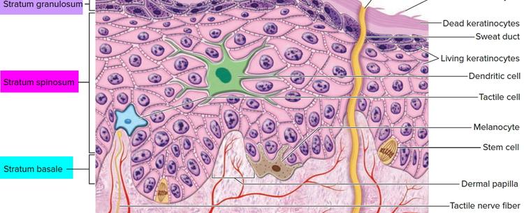 The epidermis outermost layer of human skin has four layers within ...