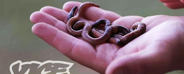 Formicophilia is the sexual interest of small insects or worms crawling ...