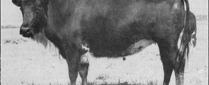 A cow bison hybrid is called a beefalo | The Fact Base