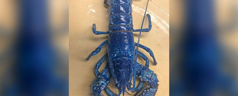 About one in every 4 million lobsters is born with a rare genetic ...