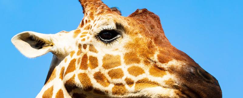 Giraffes and humans have the same amount of neck bones | The Fact Base