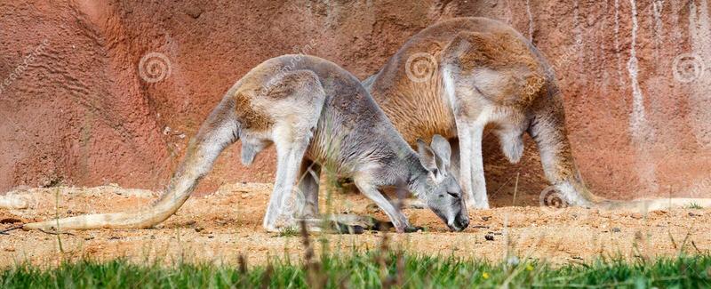 When two kangaroos meet for the first time they touch their nose and ...