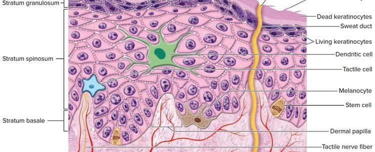 The part of the human skin that we can see and touch is called the ...