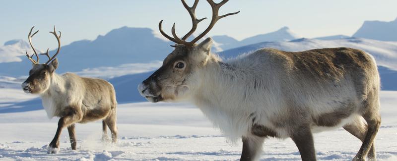 Some reindeer have knees that make a clicking sound when they walk it ...