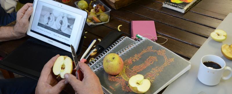 The scientific study of fruit is called pomology scientists dedicated ...