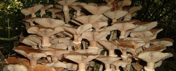 The biggest living organism in the world is armillaria ostoyae which ...