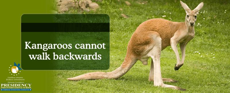 Emus and kangaroos cannot walk backwards and are on the australian coat of arms for that reason ...