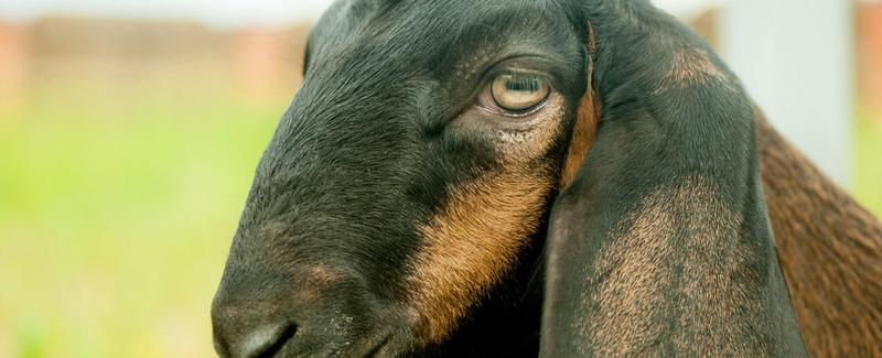 The pupils of a goat s eyes are square | The Fact Base