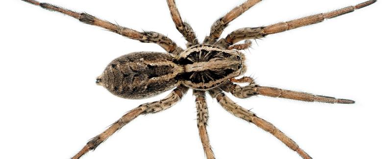 Spiders are arachnids and not insects | The Fact Base