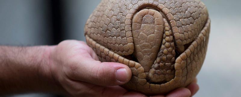 Armadillo shells are bulletproof | The Fact Base