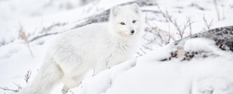 Arctic foxes have an outstanding sense of hearing and smell | The Fact Base