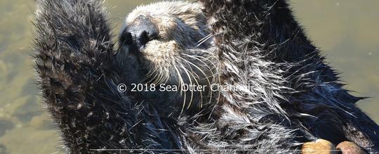 Sea otters have a pouch under their forearm to store their favorite ...