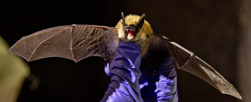 Mad bats and dogs carry this rabies | The Fact Base