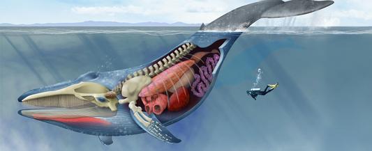 Most elephants weigh less than the tongue of the blue whale | The Fact Base