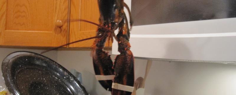 When put in a pot of boiling water they scream lobster | The Fact Base