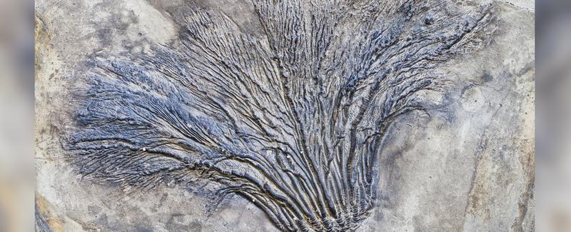 The first tree ever on earth is from new york fossil evidence of a fern ...