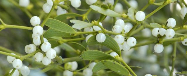 In the early middle ages mistletoe represented a sacred oath that hosts ...